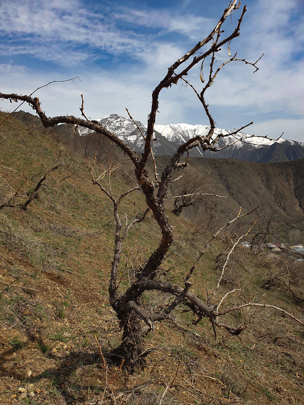 Ancestral vineyard - Maran Winery