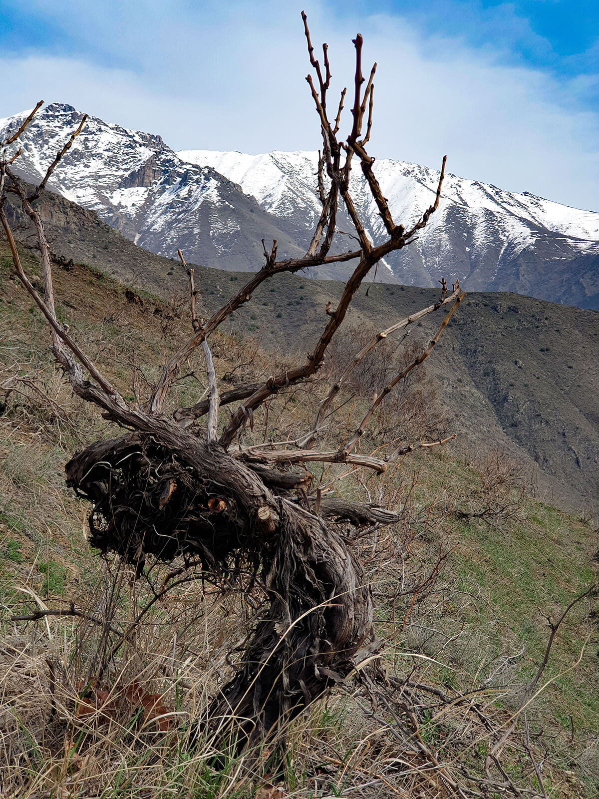 Ancestral vineyard - Maran Winery