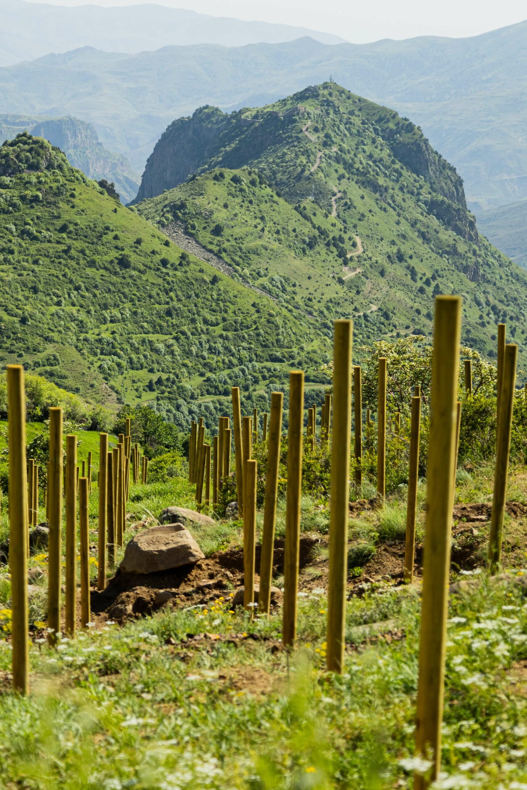 High altitude vineyard - Maran Winery