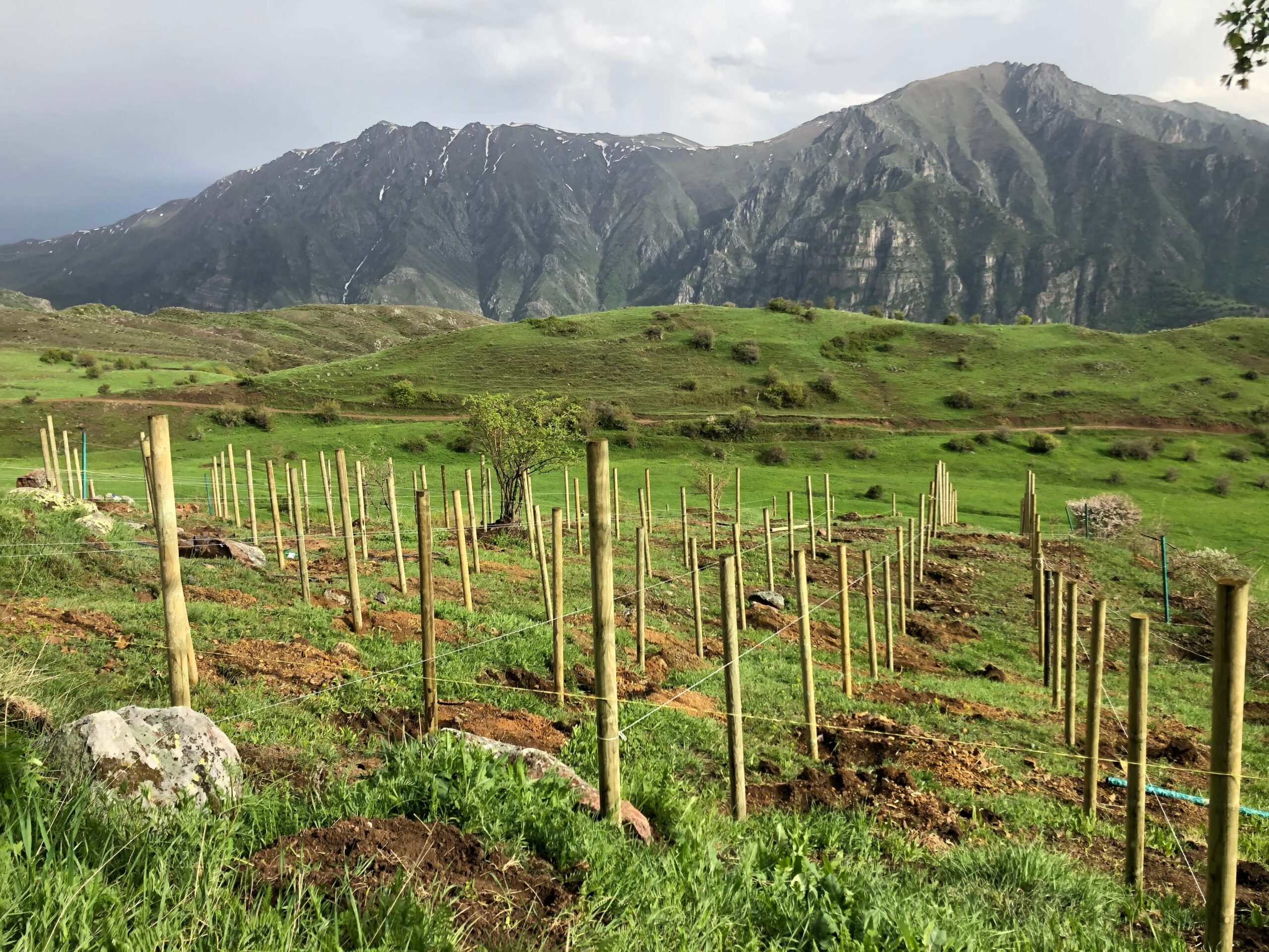 High altitude vineyard - Maran Winery