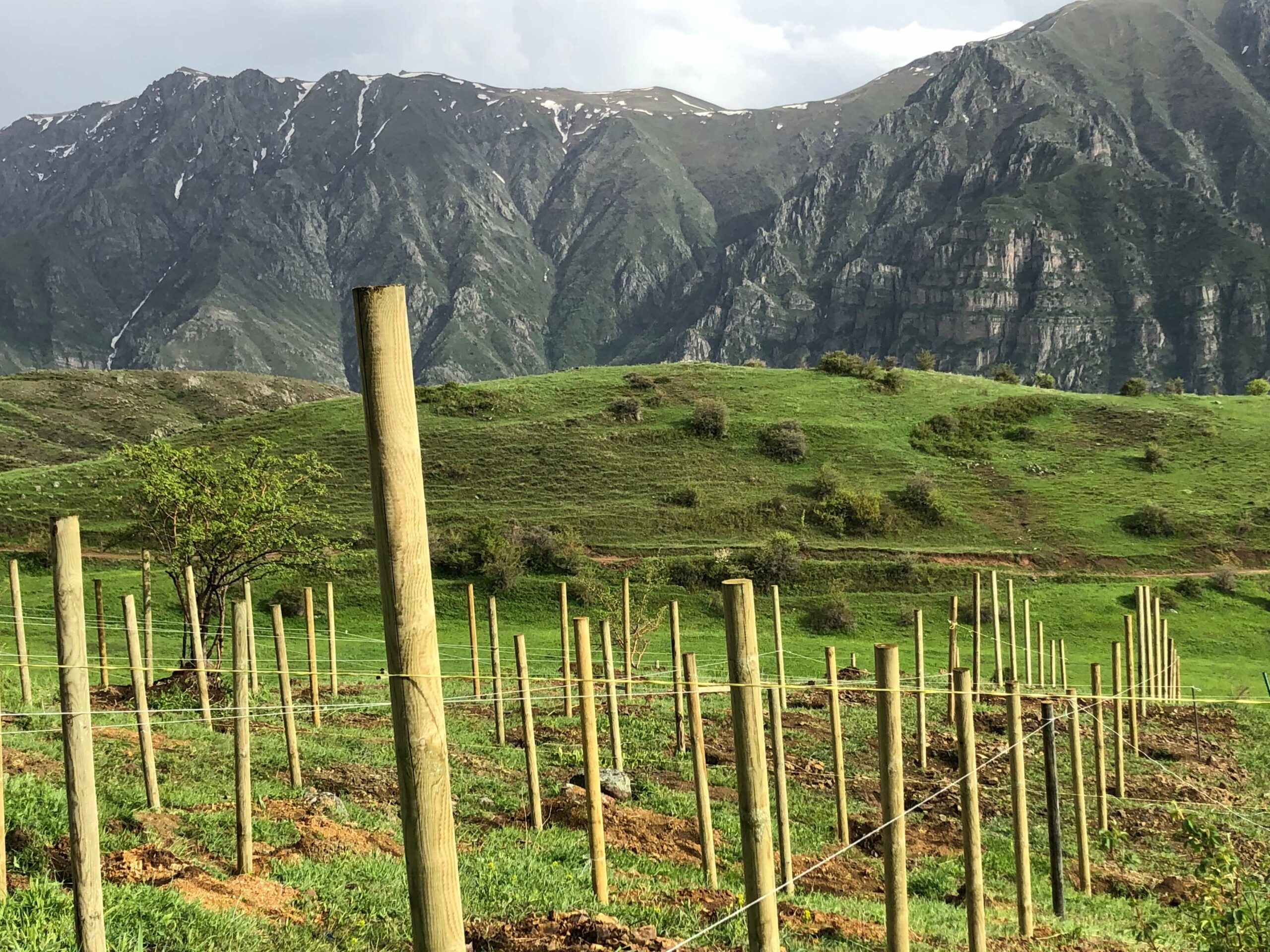 High altitude vineyard - Maran Winery